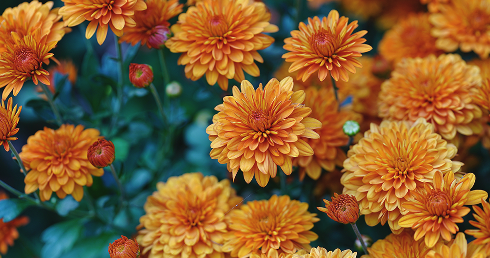 Top 5 Perennials for Fantastic Fall Color | Greenstreet Gardens