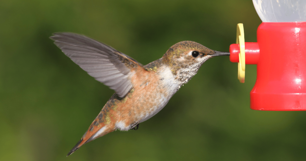 How to Attract Hummingbirds | Greenstreet Gardens
