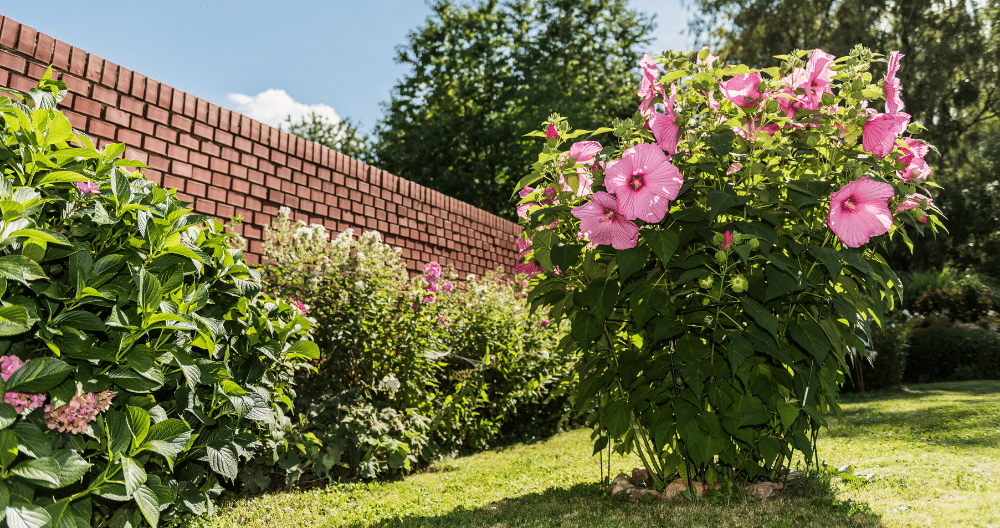 How to Grow Hibiscus | Greenstreet Gardens
