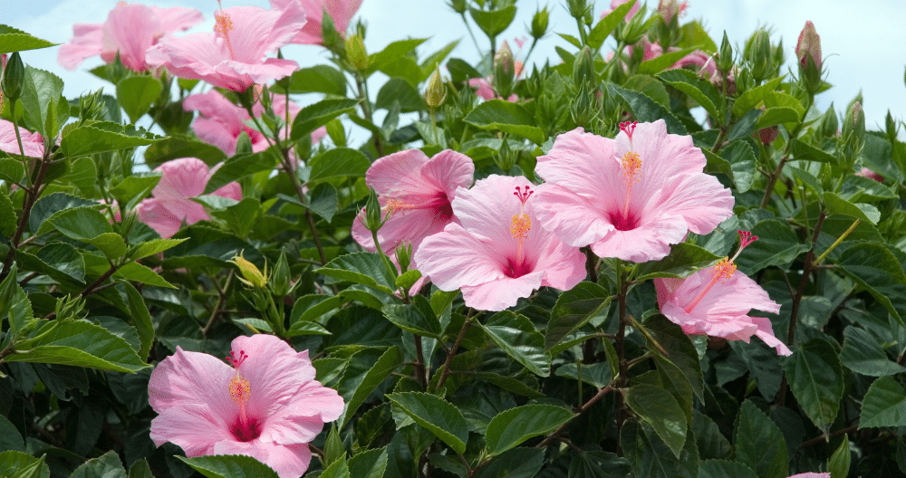 How to Grow Hibiscus | Greenstreet Gardens