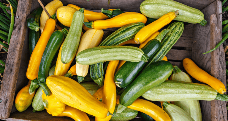 Your Guide to Growing Summer Squash in Containers | Greenstreet Gardens