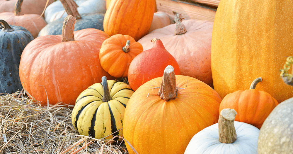 Spice Up Your Life with Fall Pumpkins | Greenstreet Gardens