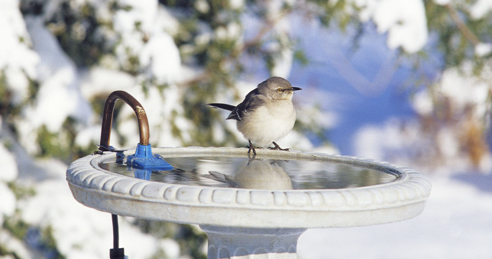 Backyard Winter Habitat Wildlife Ideas | Greenstreet Gardens