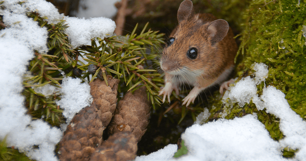 Backyard Winter Habitat Wildlife Ideas | Greenstreet Gardens