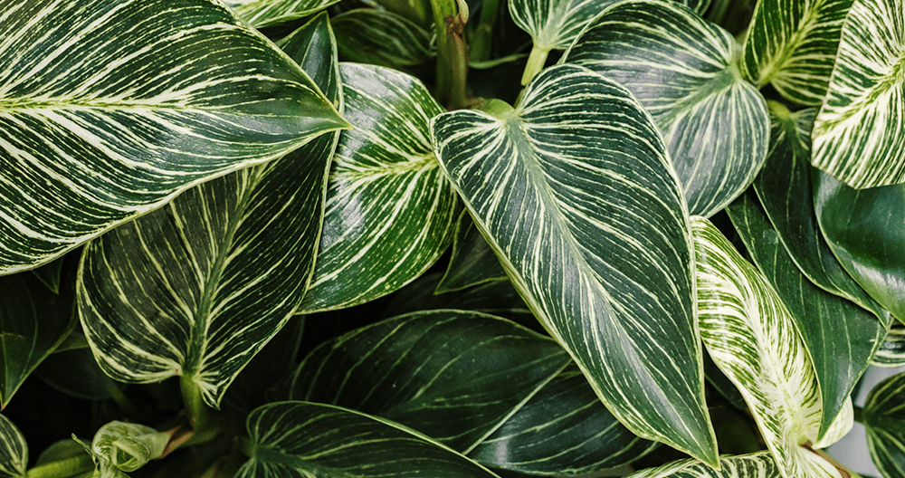 5 Things You Should Know About Philodendrons | Greenstreet Gardens