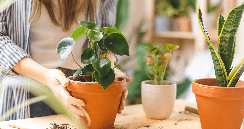 -repotting peperomia plant greenstreet gardens | Greenstreet Gardens