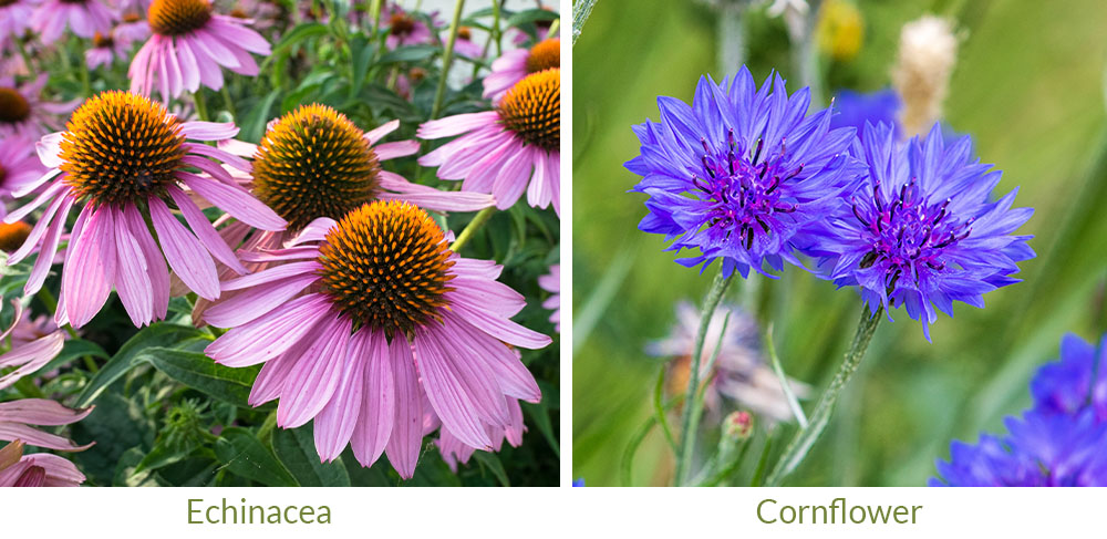 Pet-Friendly Perennials for Your Landscape | Greenstreet Gardens