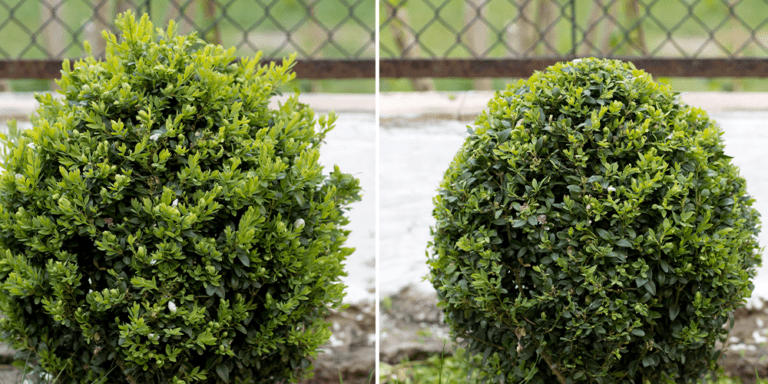 How to Shape Your Plants with Pruning | Greenstreet Gardens
