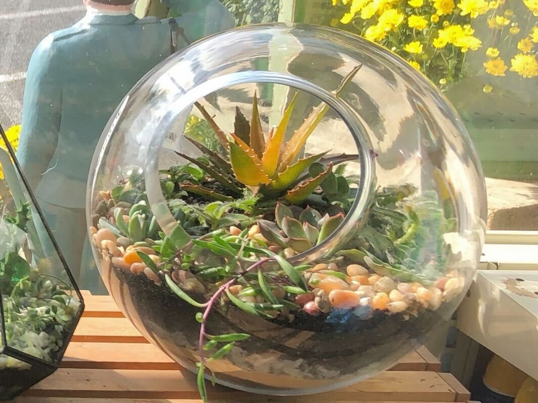 Tiny World Terrariums for Kids 🌸 Bloom Your Imagination!